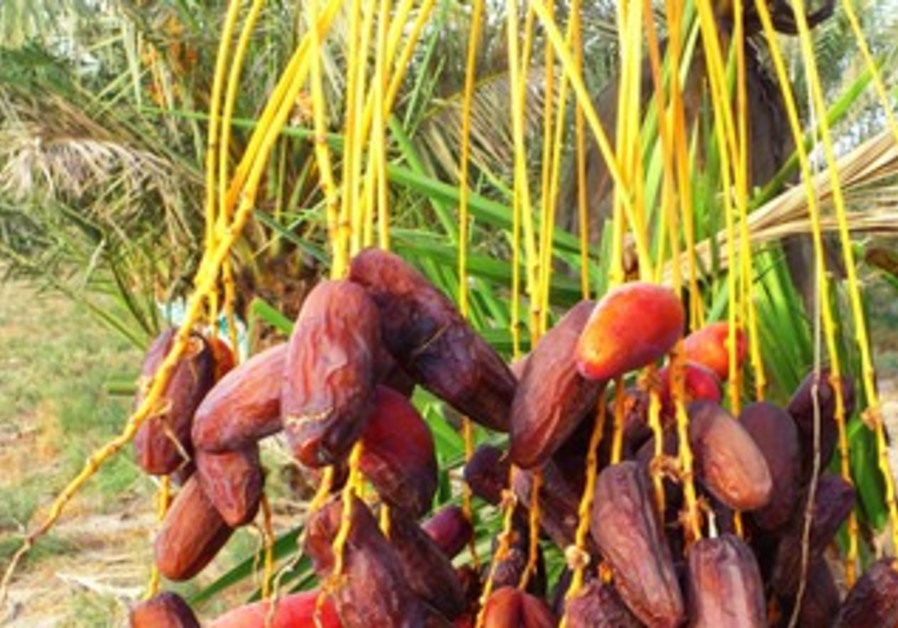 Biggest Date Fruits In The World To Be Unveiled At President Peres s