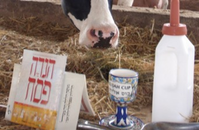 Why Israeli dairy cows eat kosher for Passover - The Jerusalem Post