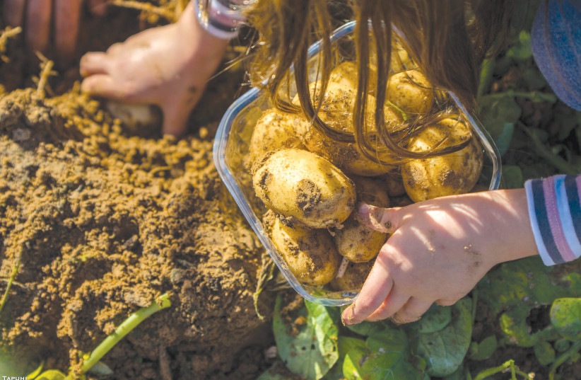 Can vegetables help treat cancer? - study - The Jerusalem Post