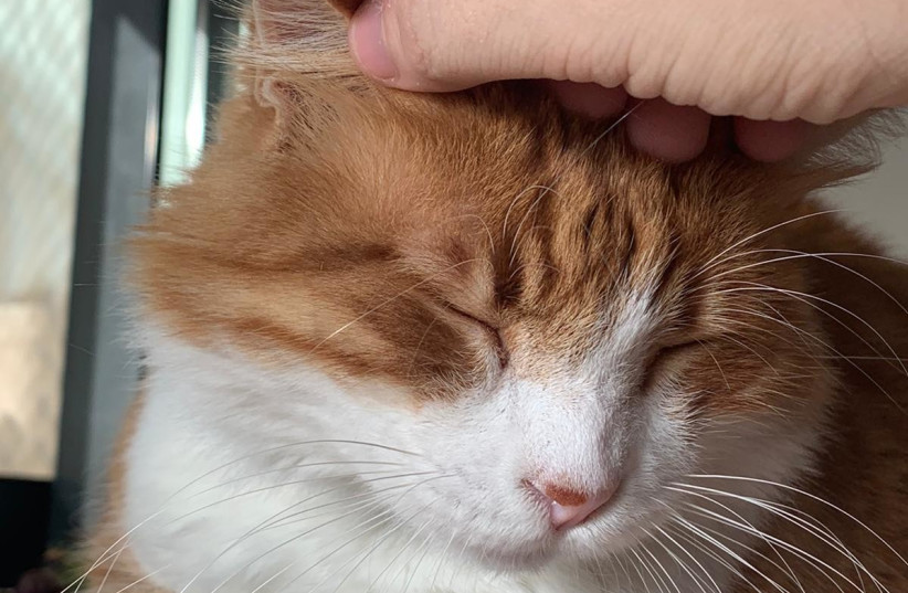 A small whiskered world: Facial hair across the animal kingdom - The ...