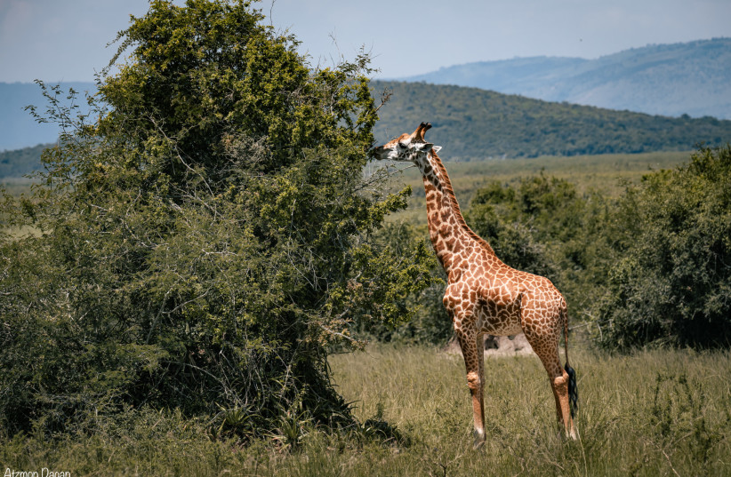Ancient giraffes had shorter necks and armored heads - study - The ...