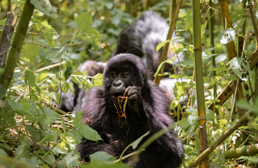 Great apes spin around to get themselves high - study - The Jerusalem Post