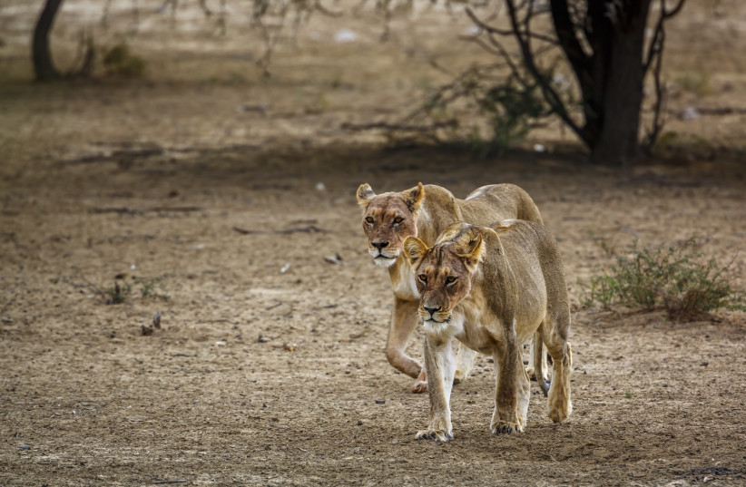 Lioness shot dead after escaping from South Korean farm - The Jerusalem ...