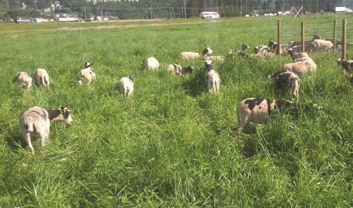Les moutons de Jacob sont de retour - The Jerusalem Post