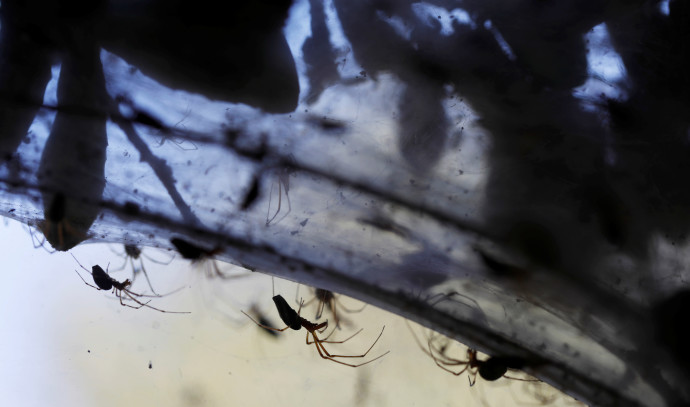 WATCH: In Jerusalem forest, spiders weave their magic - Israel News ...