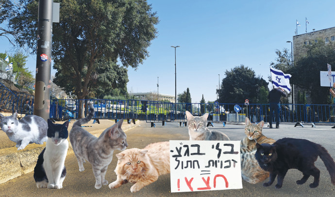 Purim Shpiel: Israel has over 4m. cats amid meows for binational state ...
