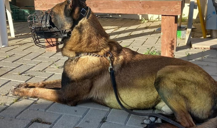 Israel Border Police pay tribute after army dog killed in Nablus ...