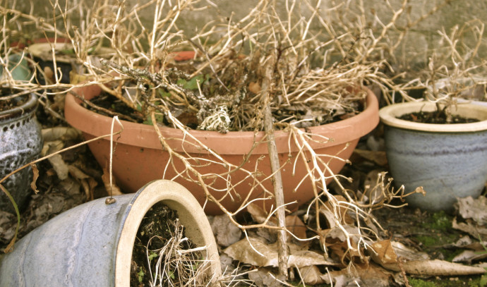 Want to revive your dead plants? Here's a neat trick - The Jerusalem Post