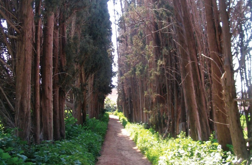 The secret garden of Kfar Saba - The Jerusalem Post
