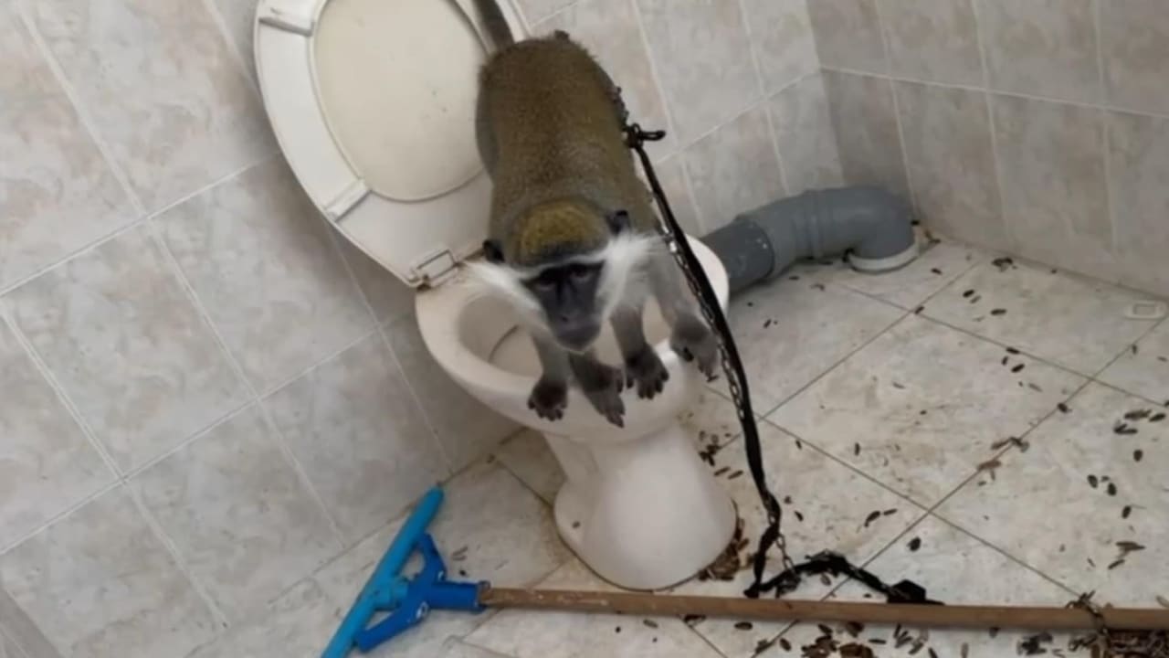 Israel seizes 39th monkey since March in crackdown on animal ...