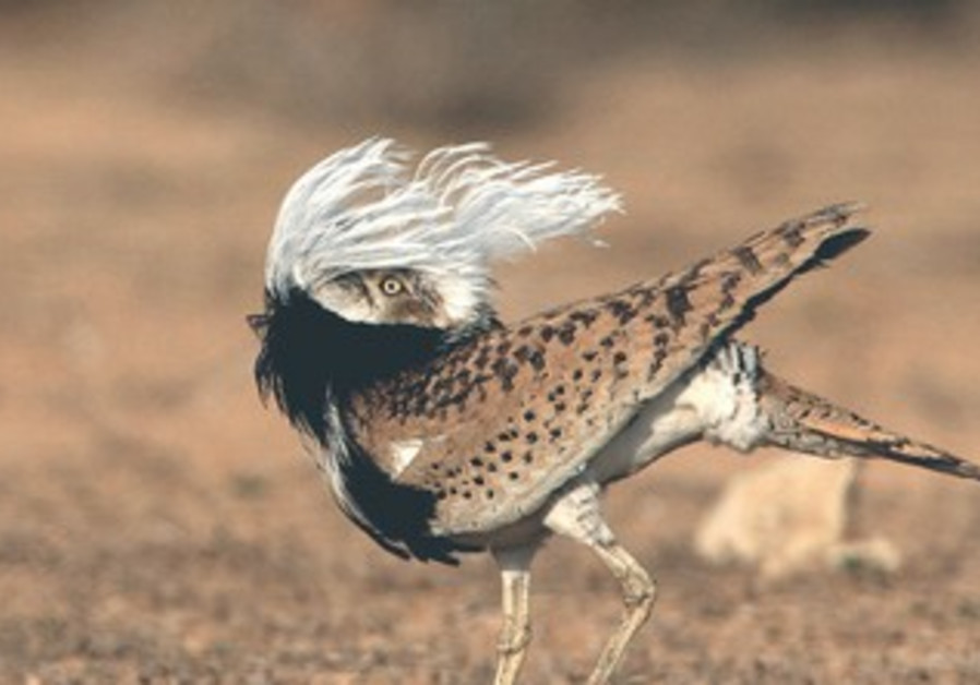 Endangered Houbara bustard bird making return - Enviro-Tech - Jerusalem ...