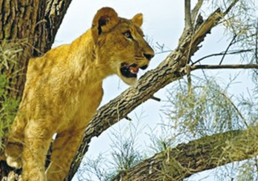 Lions go climbing in Ramat Gan safari - Enviro-Tech - Jerusalem Post