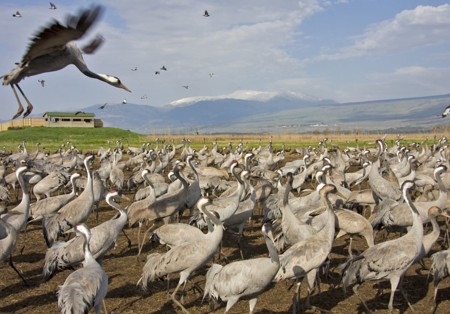 Hundreds of thousands of cranes soaring over the Hula Valley - watch ...