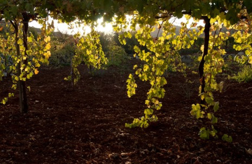 Israel the Beautiful: Land of grapes and wines - The Jerusalem Post