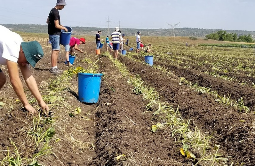 Leket Israel buys land to grow food for the needy - Israel News - The ...