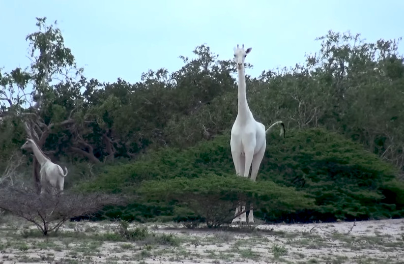 Two exceptionally rare protected white giraffes killed in Kenya - The ...