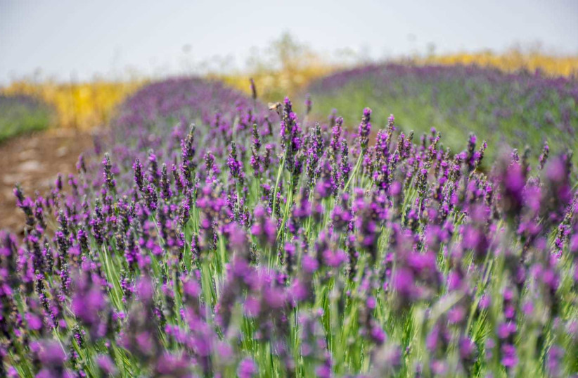 Lavender fields in the Golan Heights open for summer tourists - Israel ...