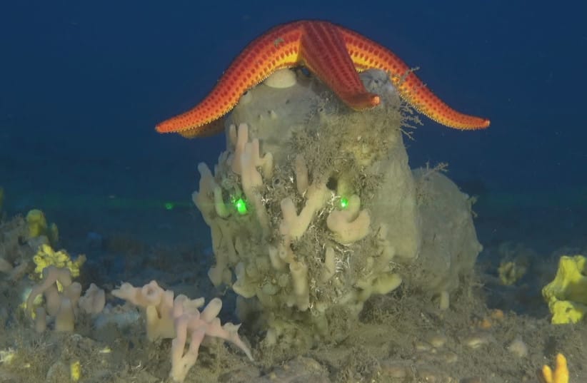 Study finds why once-common sponges vanished from Israel's shallow ...