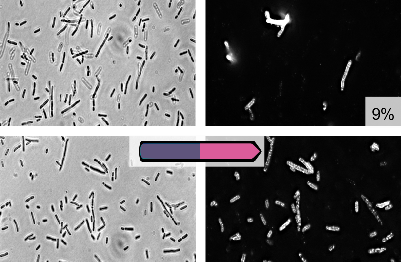 Scientists found how gut microbiota can adjust genome to environment ...