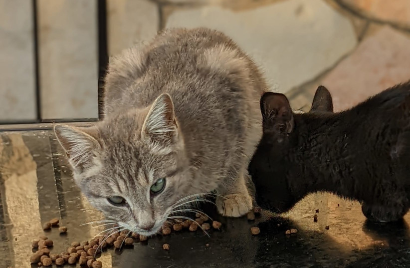 How can stray cats be stopped from taking over the street? - study ...