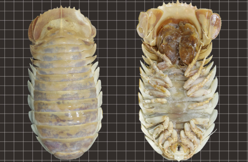 Scientists discover new species of mysterious deep-sea creatures - The ...