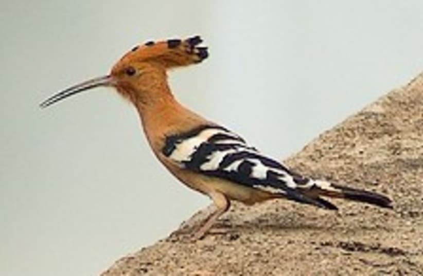 Israeli State Bird Birds, Birding Trips And Birdwatching Tours In