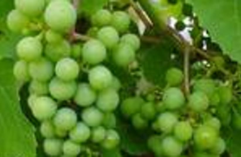 Grapevine: Behind the scenes - The Jerusalem Post