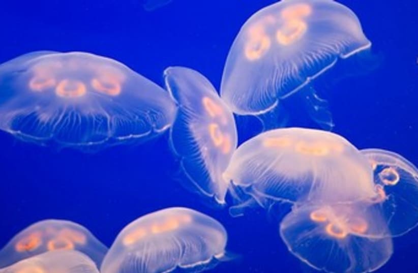 Jellyfish can learn from past experiences despite having no brain - The ...