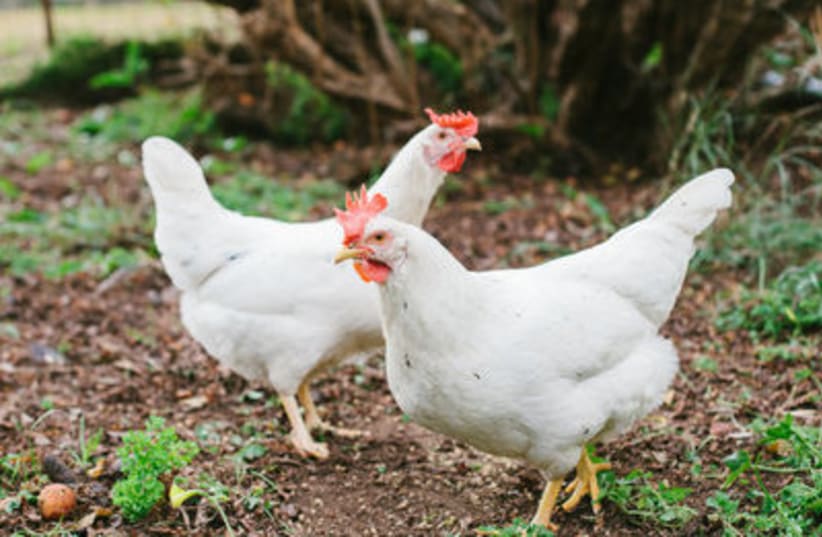 Criminal group overtakes chicken slaughterhouse, sells birds - The ...