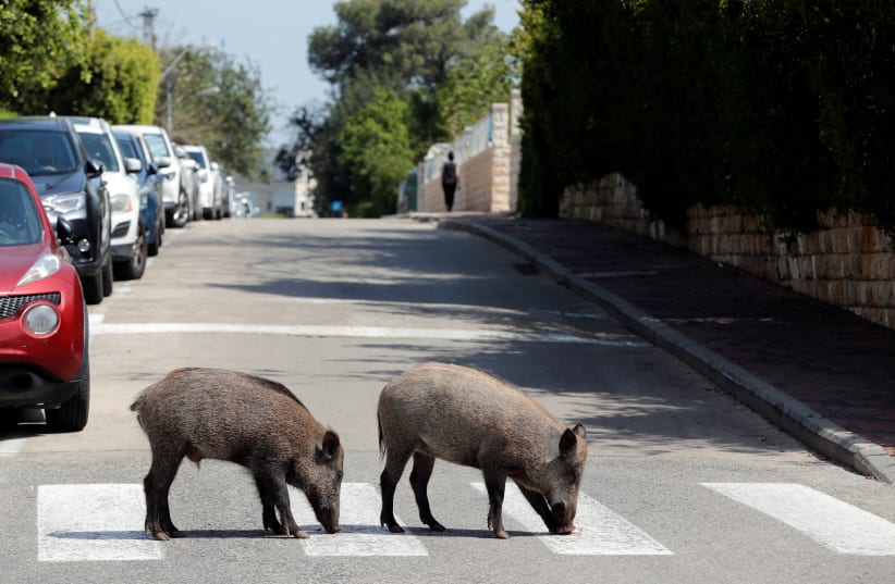 Pigs 'weaponized by Israeli colonialism' against Palestinians ...