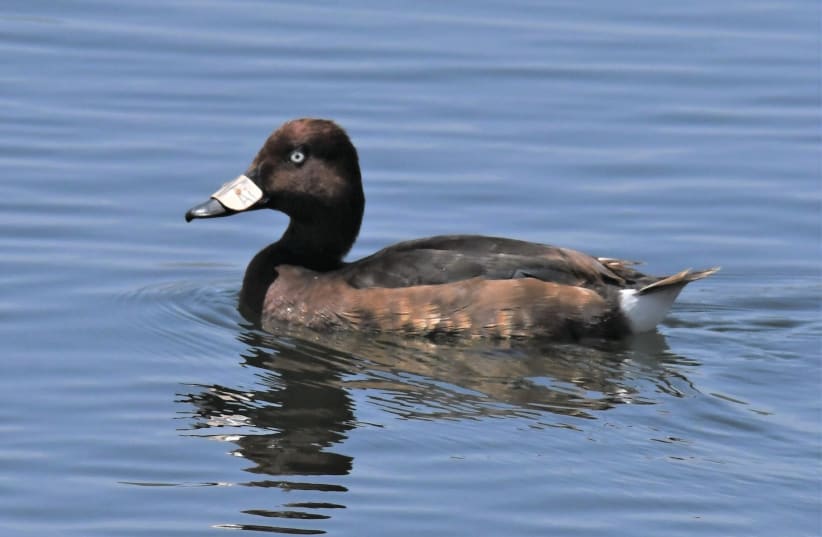 Diving duck comeback: When fowl is fair - Israel news - The Jerusalem Post