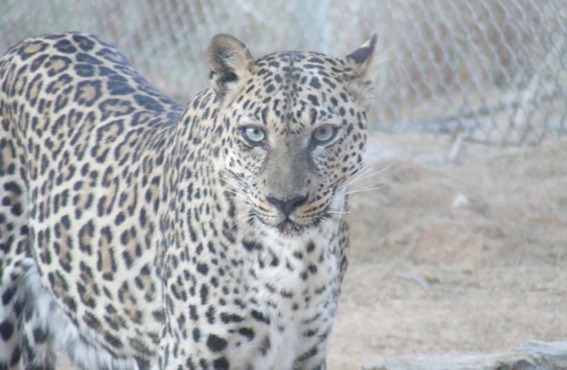 Thousands of unique species at risk of extinction - researchers - The ...