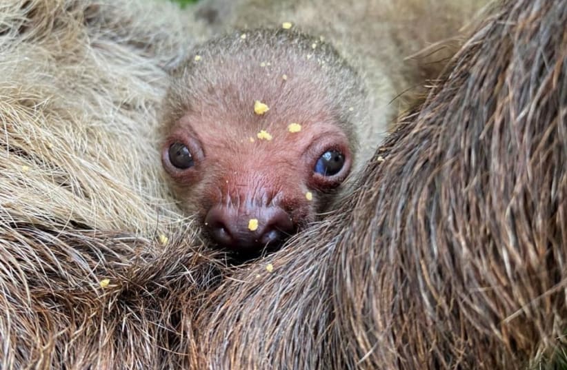 First sloth born in Middle East to have gender reveal Jan 29th - The ...