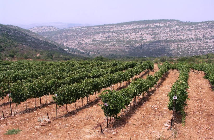The versatility of the vine - The Jerusalem Post