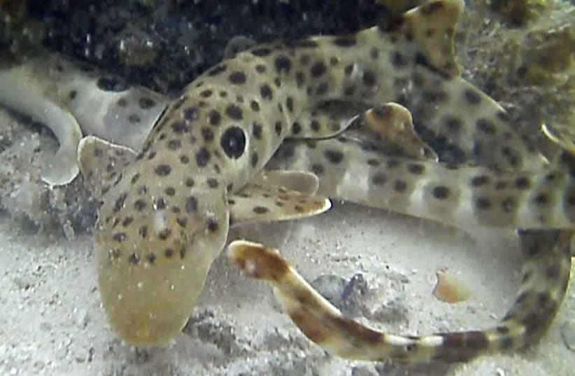 Meet the epaulette shark - the only shark species that can walk - The ...
