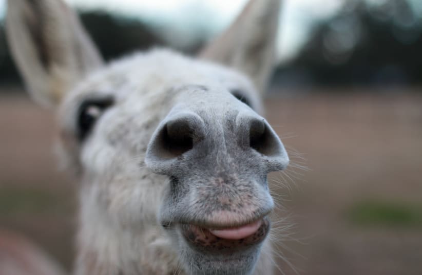 What do we really know about donkeys? - The Jerusalem Post