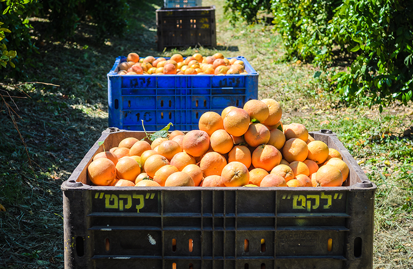 Leket Israel launches National Harvest Grant program - The Jerusalem Post