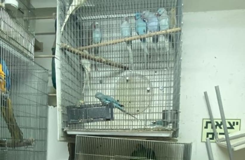 Israeli authorities save 50 parrots from animal trafficking ring ...