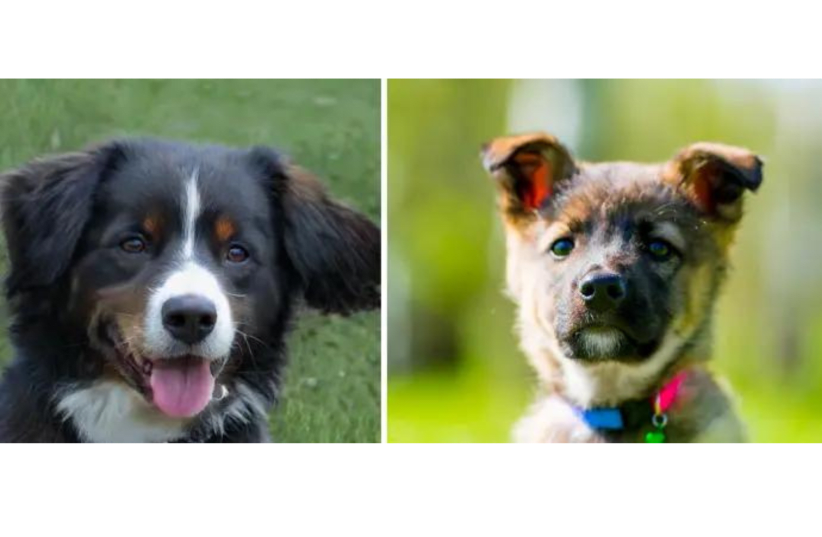 Test yourself: can you tell the difference between a real images and AI ...