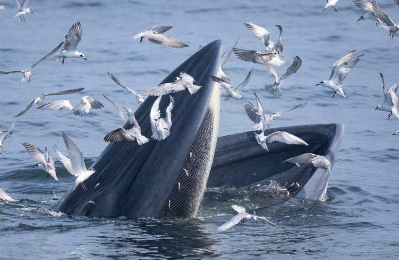 Ancient Norse texts may have described rare whale feeding method - The ...