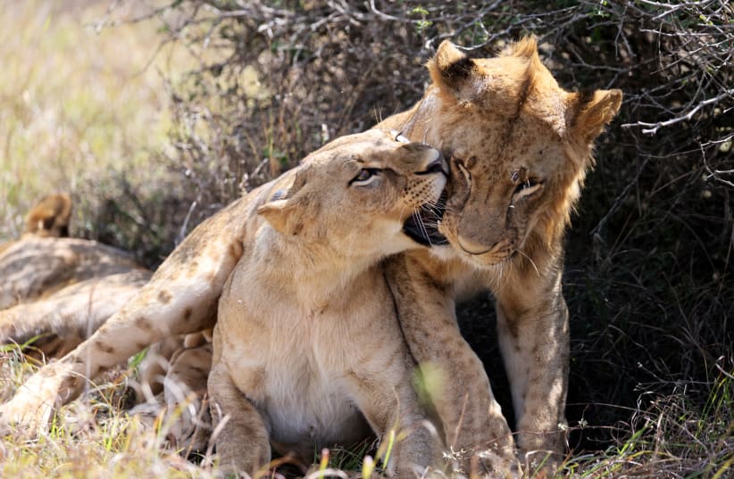 World’s oldest wild lion killed in Kenya - The Jerusalem Post