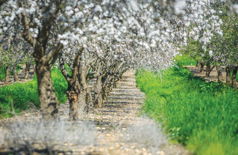 Passover Dvar Torah by Michael M. Cohen on the environment - The ...