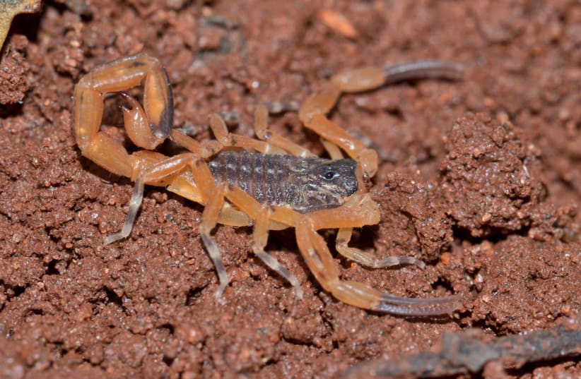 Young girl dies from venomous scorpion sting in Brazil - The Jerusalem Post