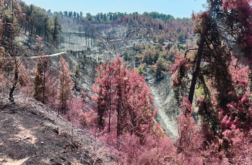 Lugareños se convierten en bomberos al arder bosques del norte Israelí ...