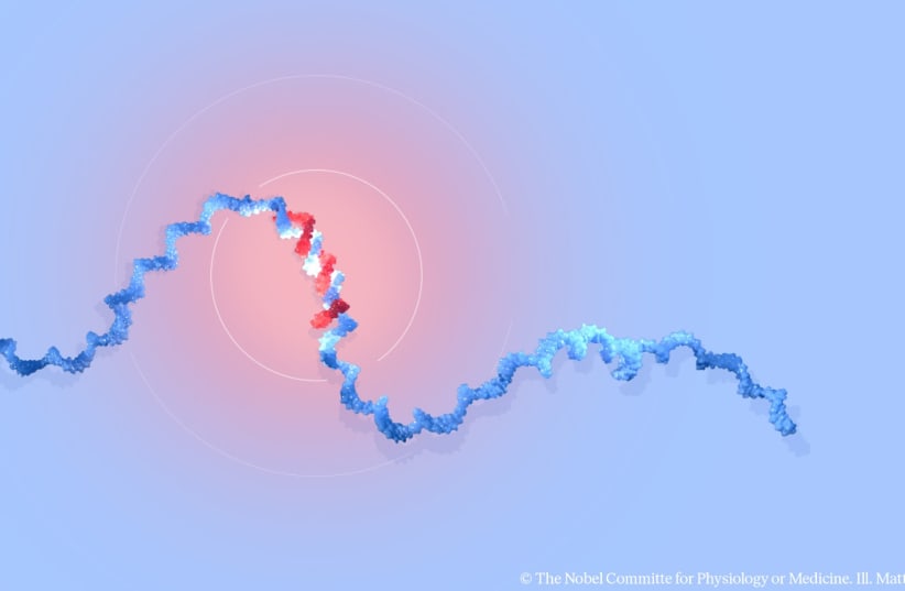 Nobel prize for medicine goes to US duo who discovered microRNA - The ...