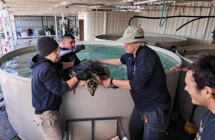 Endangered hawksbill turtles released into Red Sea by Israelis - The ...
