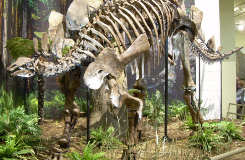 American Museum of Natural History unveils 'Apex', Stegosaurus skeleton ...