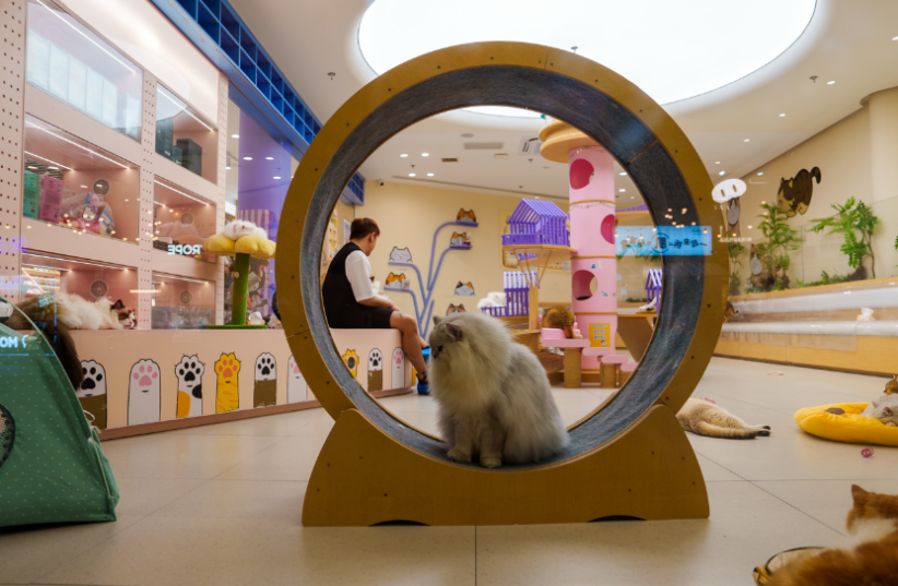 Shanghai Museum's 'Meowseum Nights' lets visitors bring their cats to ...