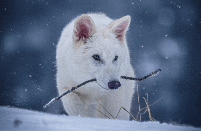 Colossal Biosciences revives dire wolves with Romulus, Remus, Khaleesi ...