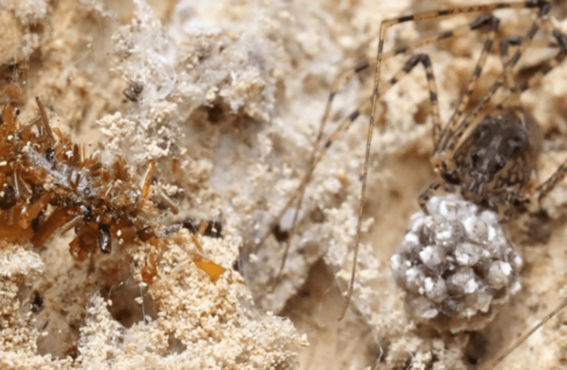 New carnivorous 'bone collector' caterpillar species discovered in ...